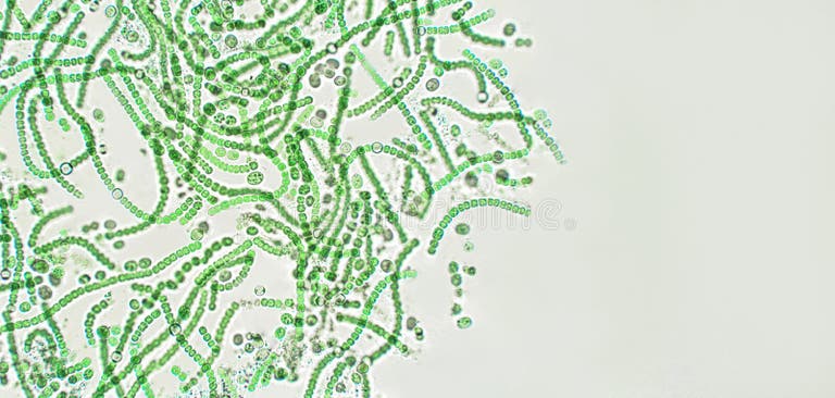 Cyanobacteria Stock Illustrations – 2,985 Cyanobacteria Stock ...