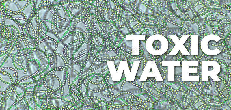 Nostoc Under A Microscope