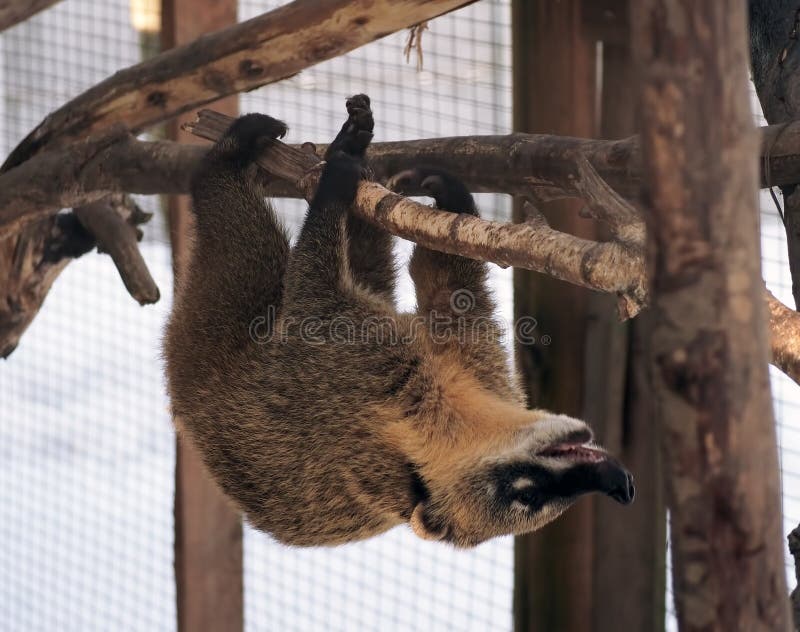 Nosuh Climbing at the Branch Stock Photo - Image of animal, snow: 87536778
