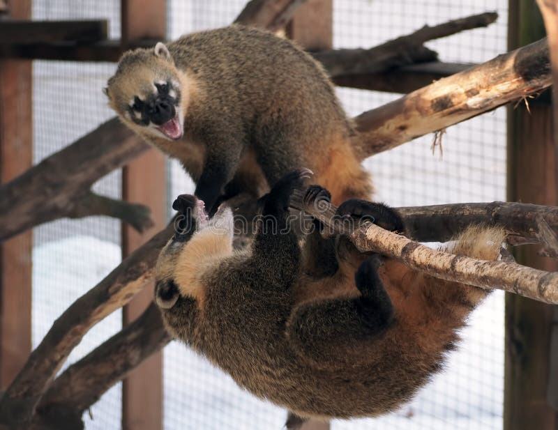 Nosuh Couple Playing and Fighting Stock Image - Image of agressive ...