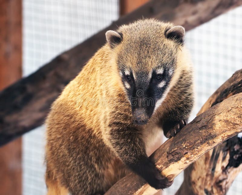 Nosuh Cute Yellow at Wood Branch Close-up Stock Image - Image of ...