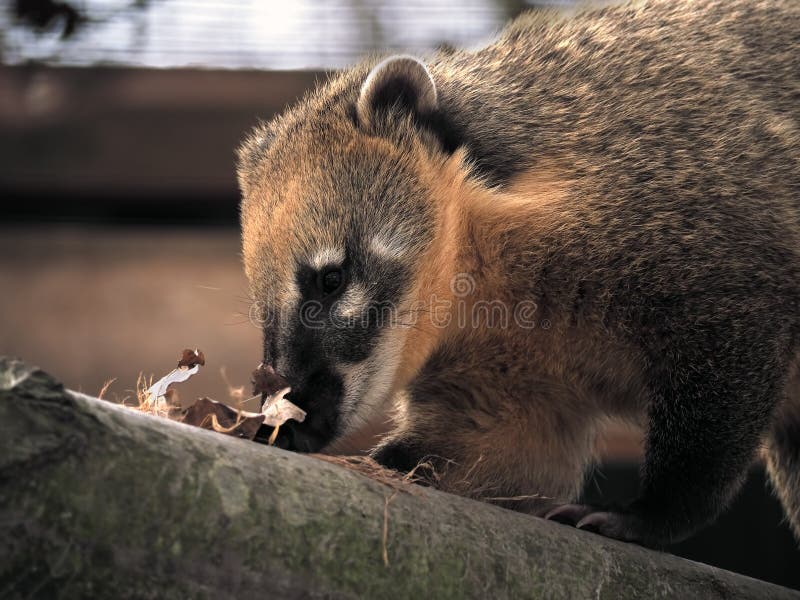 Nosuh Looking Stock Photos - Free & Royalty-Free Stock Photos from ...