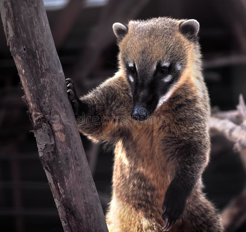 Nosuh Standing Stock Photos - Free & Royalty-Free Stock Photos from ...