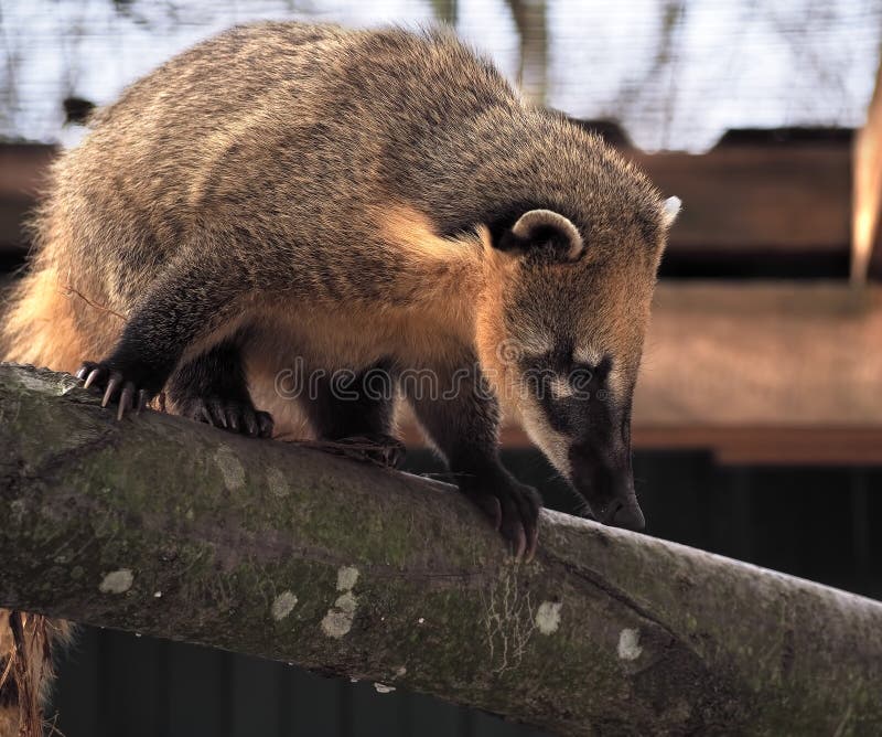 Nosuh Looking Stock Photos - Free & Royalty-Free Stock Photos from ...