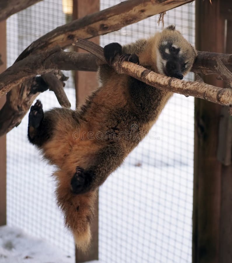 Nosuh at the Wood Like Toy for Children Stock Image - Image of funny ...