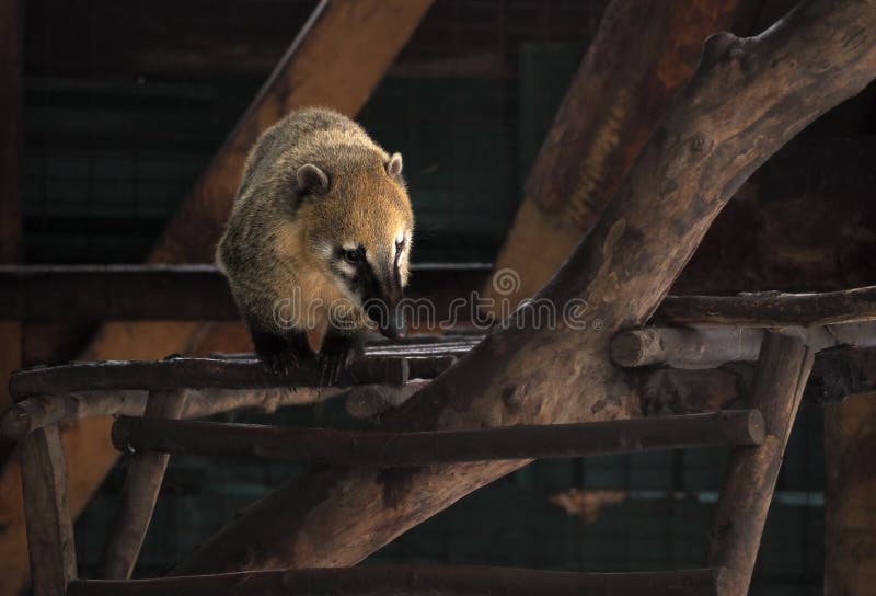 Nosuh Yellow at the Wood Construction Stock Image - Image of cute ...