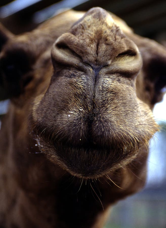 Camel nose stock photo. Image of white, close, inquisitive - 4386904
