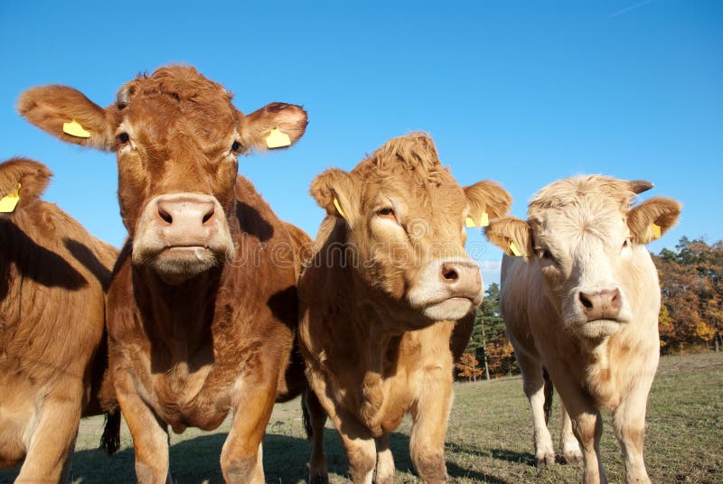 Nosy cows stock image. Image of nosy, bovine, farm, outdoors - 73475521