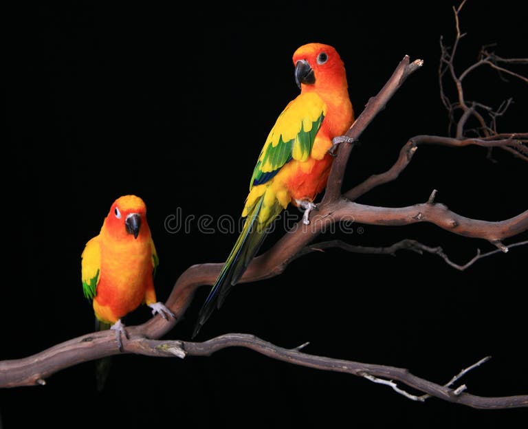 Nosy and Curious Sun Conures Stock Image - Image of green, tame: 3552443