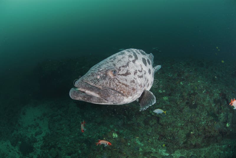 Black Grouper yawning stock photo. Image of swallow, fish - 8441298