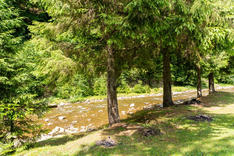 Not Allowed Place for Fire in the Forest Under Pine Trees Stock Image ...