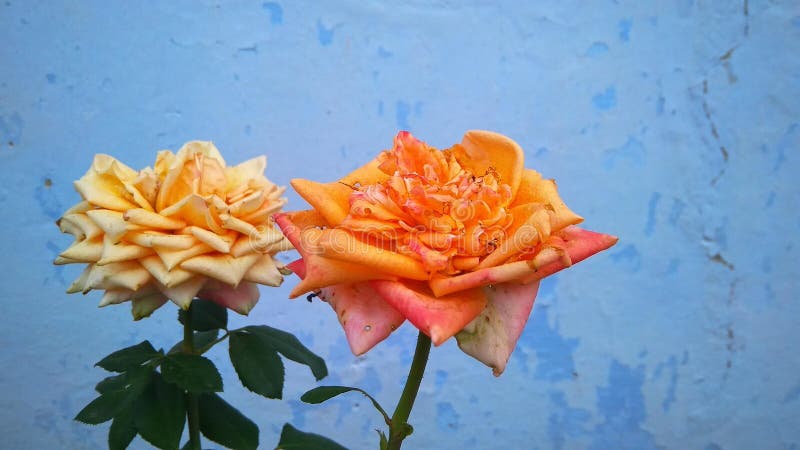 Not bad picture 😏💕📷 stock photo. Image of love, like - 168641756