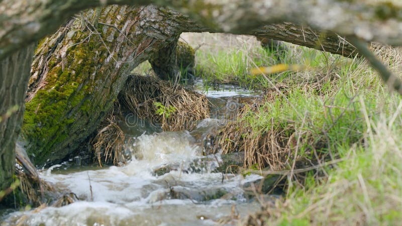 Not a Big Stream in the Spring after the Ice Melts. Relaxing Water ...