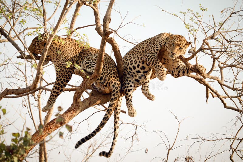 Not a bird on the tree stock image. Image of gujarat - 249059317