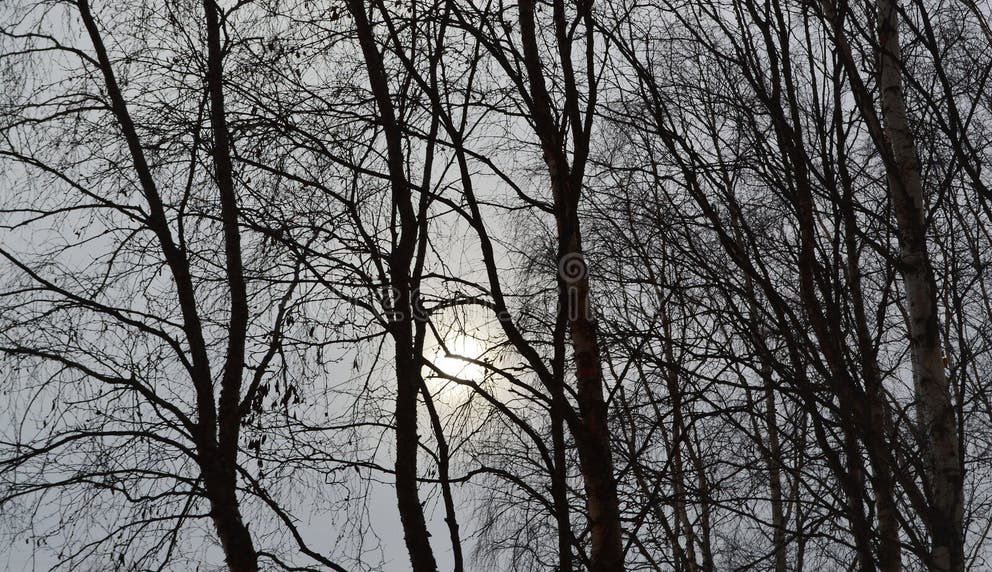 Not Bright March Sun and Birch Branches Stock Photo - Image of clouds ...