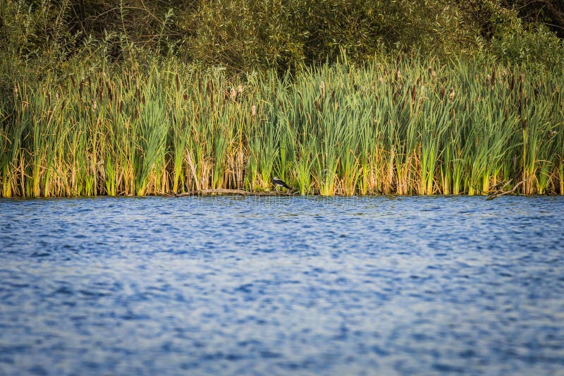 Not calm water on the lake stock photo. Image of beautiful - 295914038