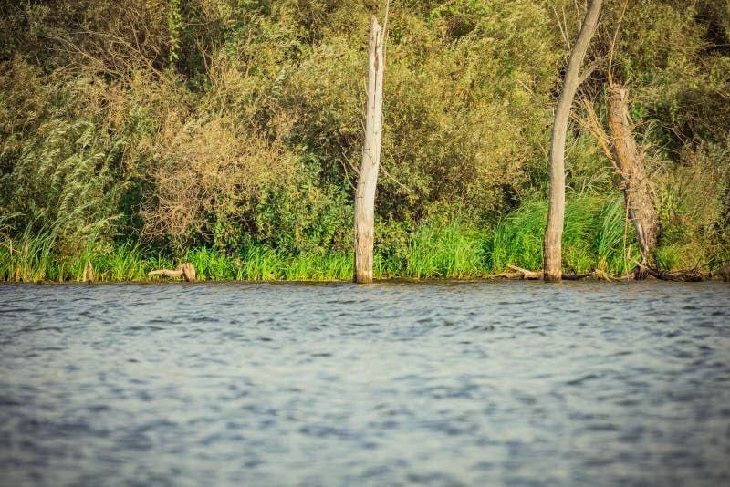 Not calm water on the lake stock photo. Image of panoramic - 295914076