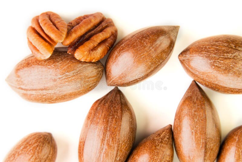 Not Cleaned Pecan Nuts in the Shell Isolated on White Stock Image ...
