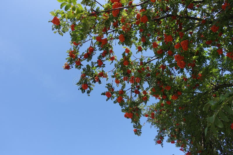 Not Cloudy Sky and Branches of European Rowan with Orange Berries in ...