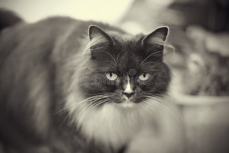 Not a Color Portrait of a Fluffy Cat Stock Image - Image of domestic ...