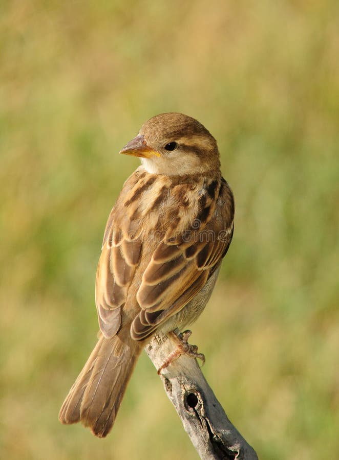Not so Common House Sparrow Stock Image - Image of shades, pose: 11071921