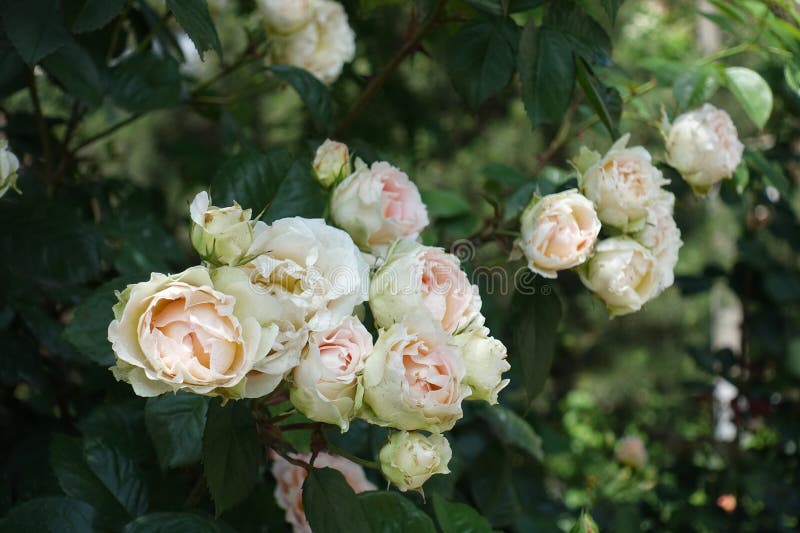 Not Completely Opened Beige Flowers of Roses in June Stock Image ...