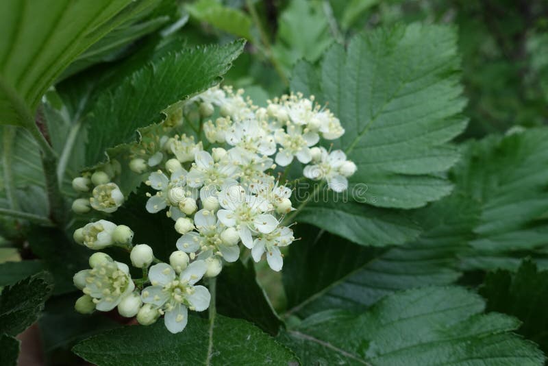 Not Completely Opened White Flowers of Sorbus Aria Stock Image - Image ...