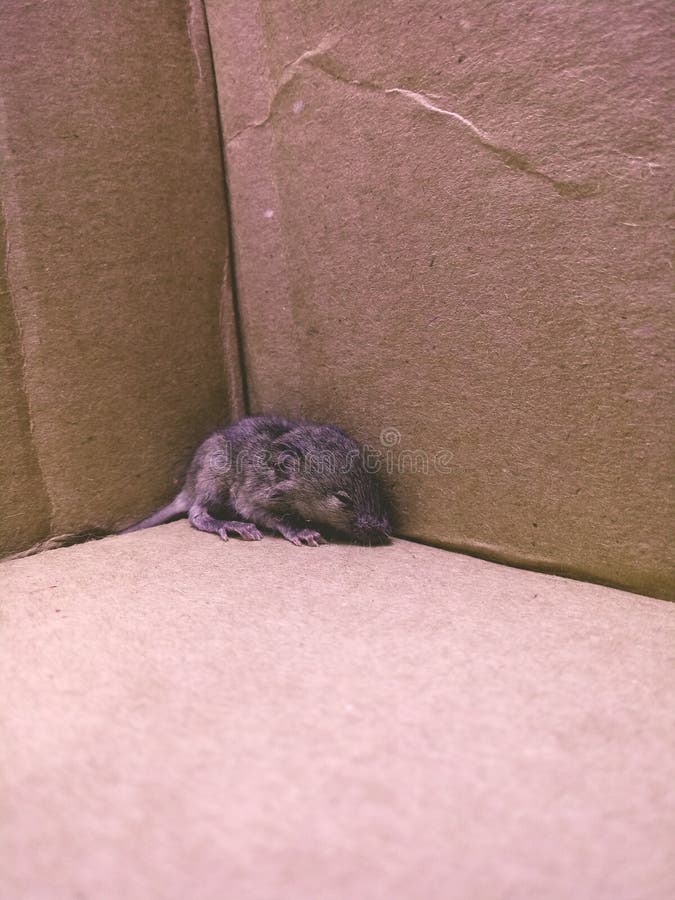 Not-so-Cute stock photo. Image of cute, notsocute, baby - 155764178