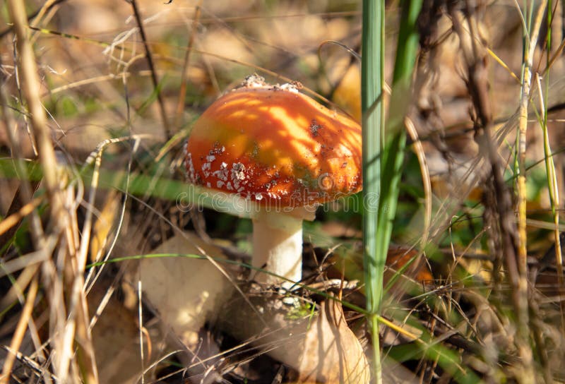 Not a Edible Mushroom in the Woods. Stock Image - Image of woods, wild ...