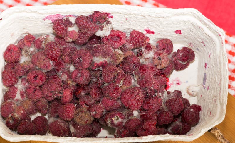 Not Fresh Fruits / Raspberries Stock Photo - Image of moldy, fruit ...