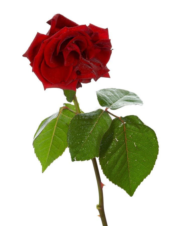 Not Fresh Rose Picture. Image: 5435417