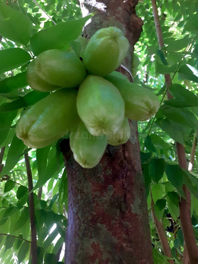 Not a fruit stock photo. Image of green, shrub, flower - 206565066