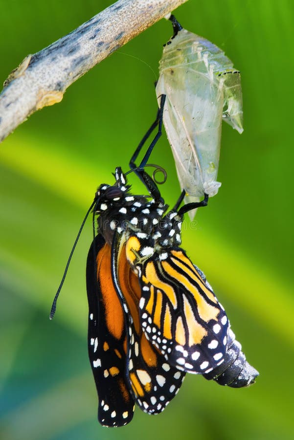 Monarch Butterfly Emerging from Chrysalis. Stock Image - Image of ...