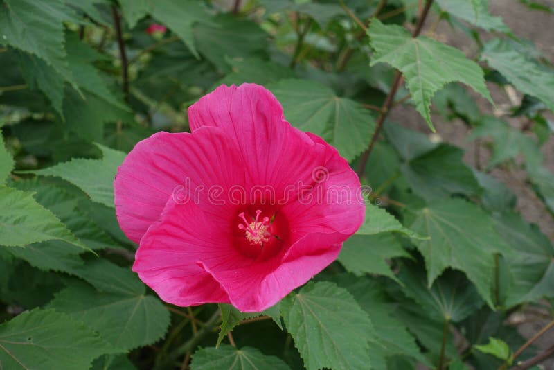 400 Giant Hibiscus Flower Stock Photos - Free & Royalty-Free Stock ...