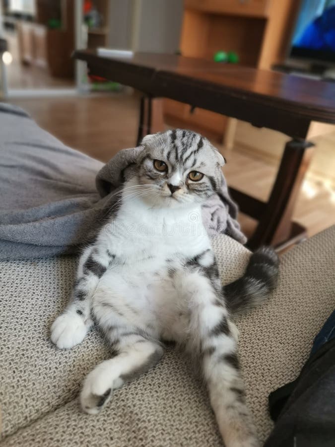 Not-good morning cat stock image. Image of scotishfold - 150978781