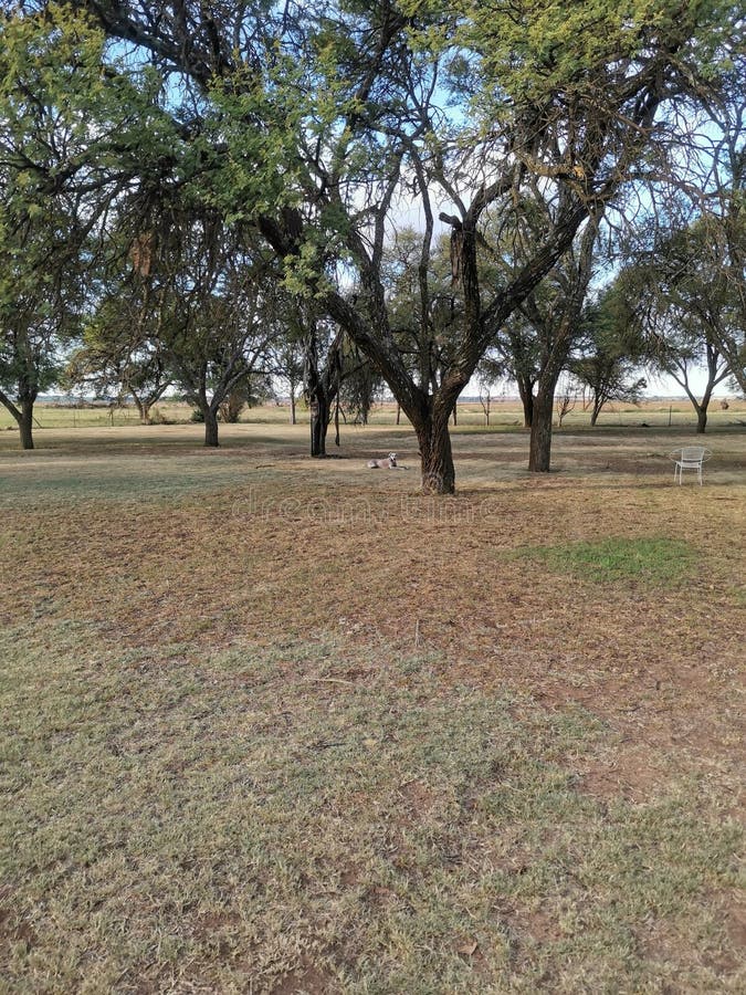 Not yet greener grass stock image. Image of tree, grass - 362136631