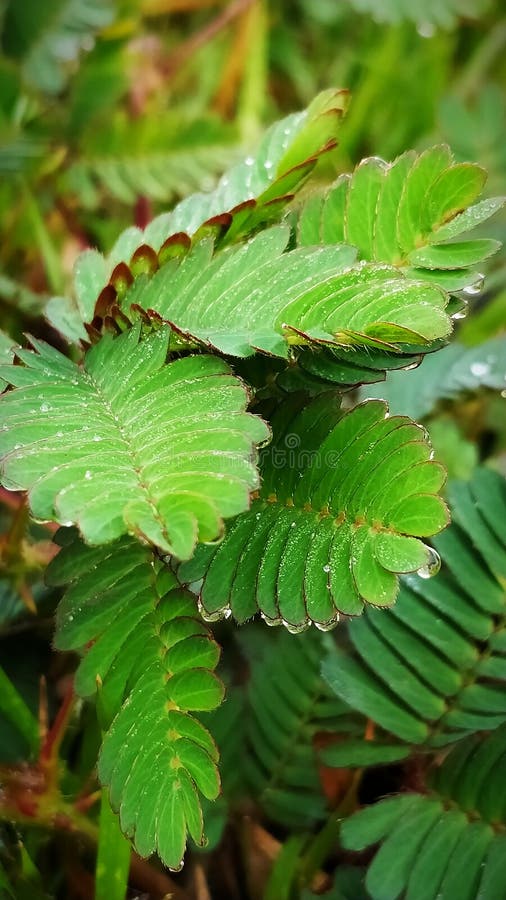Touch me not plant Leaves. stock photo. Image of action - 179893160