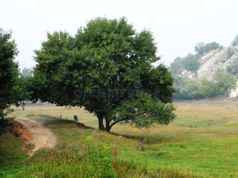 A tree in the ravine stock photo. Image of fairy, summer - 141636936