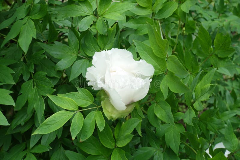 Not Quite Opened White Flower of Tree Peony Stock Photo - Image of rock ...