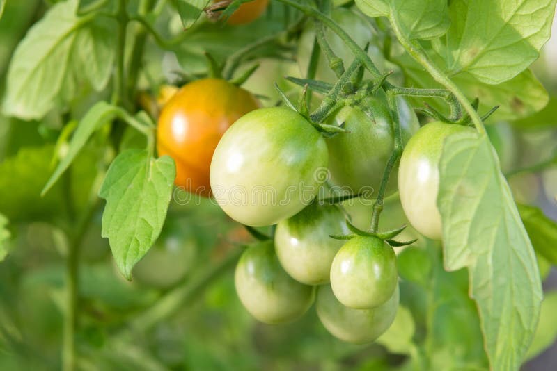 Not Quite Ripe Tomatoes on a Branch Stock Photo - Image of branch ...