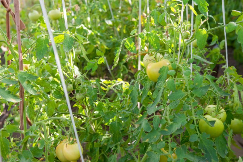 Not Quite Ripe Tomatoes on a Branch Stock Image - Image of growth ...