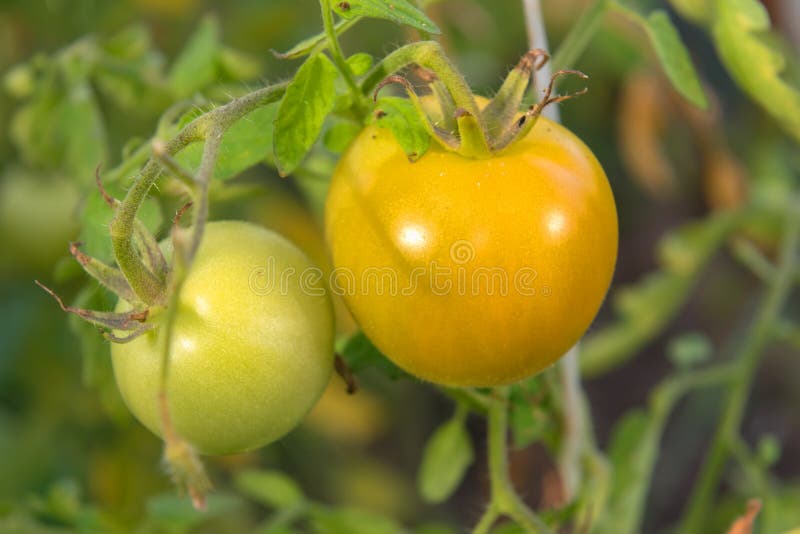 Not quite ripe tomatoes stock image. Image of background - 235992537