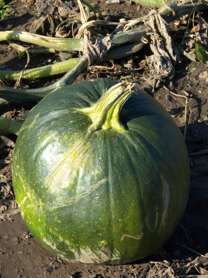 Not yet Ripe stock image. Image of organic, pumpkin, stem - 28242889