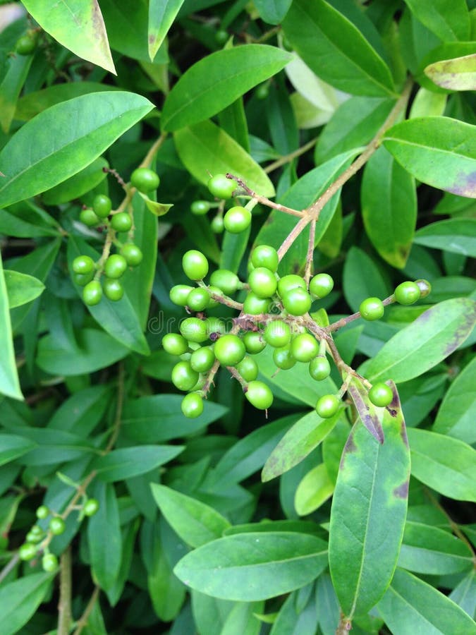 Not yet ripe berries stock photo. Image of blossom, hedge - 44280944