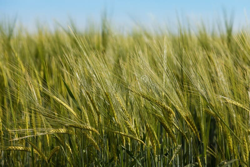 Not yet ripe stock image. Image of grain, gold, diet - 81197399