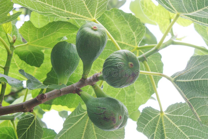 Not ripe figs stock photo. Image of delicious, growing - 177551510