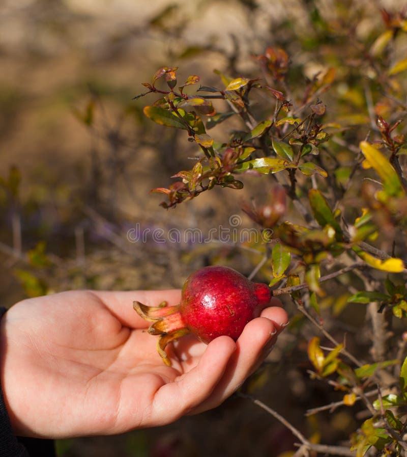 Not Ripe Fresh Pomegranate Growing Stock Image - Image of garden, fruit ...