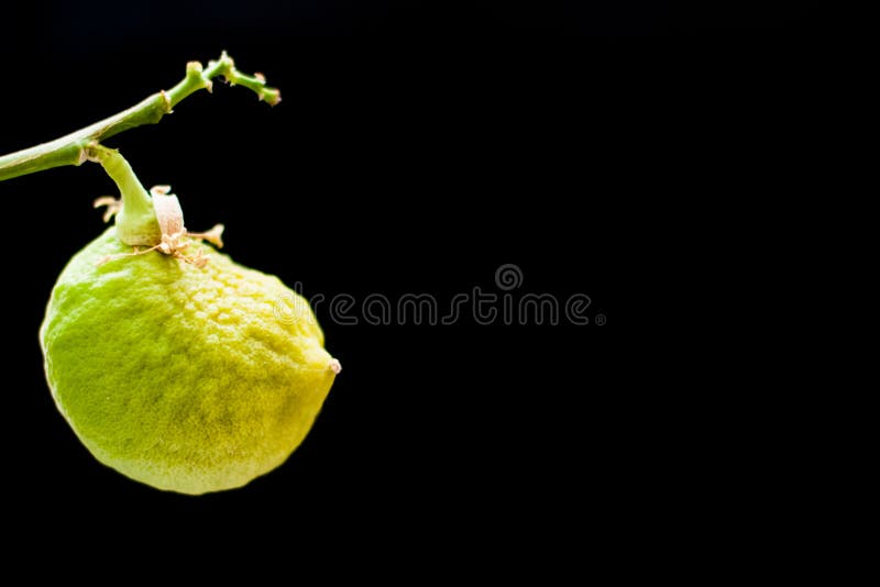 Not Ripe Fruit Lemon on a Branch on a Black Background Stock Image ...