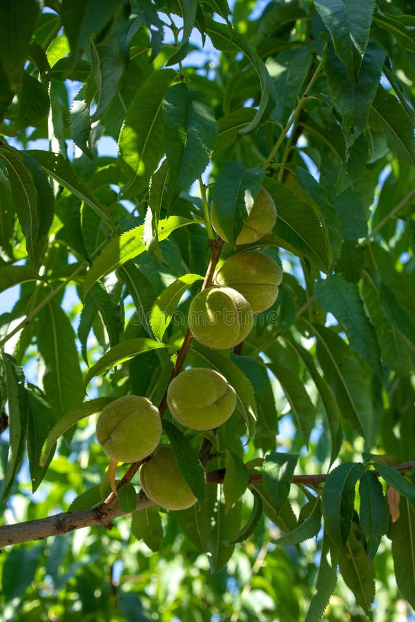 Not Ripe Peaches on a Branch Stock Image - Image of environment, young ...