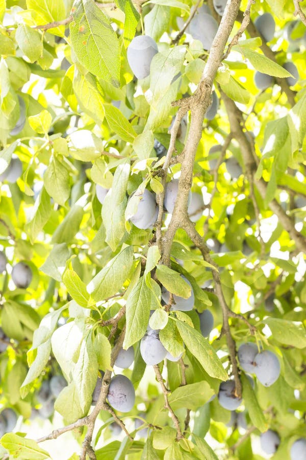 Not ripe plums on the tree stock image. Image of leaves - 124349899
